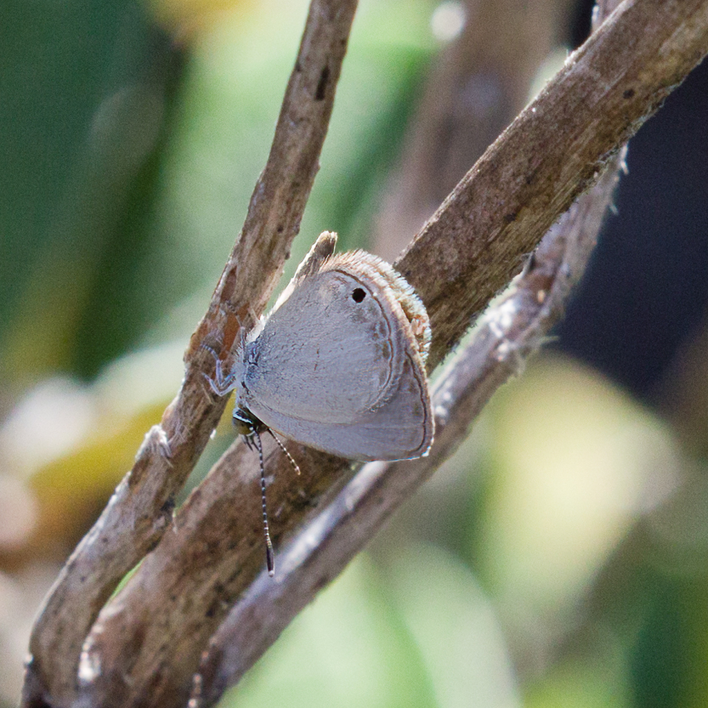 Black-spotted Grass-blue from Seventeen Seventy QLD 4677, Australia on ...