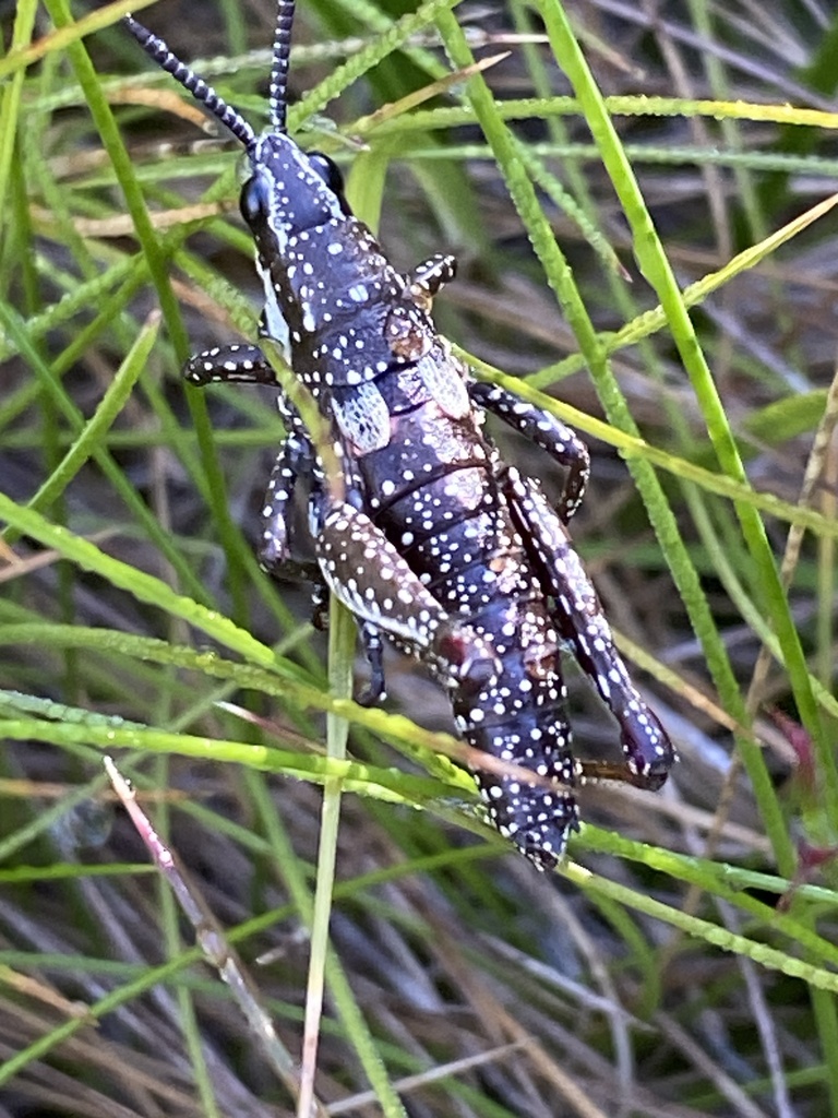 Spotted Mountain-grasshopper from Alpine National Park, Falls Creek ...