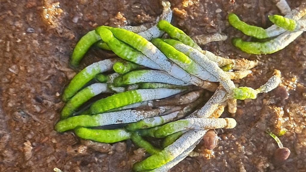 Neomeris vanbosseae from Port Hedland, WA, Australia on February 26 ...