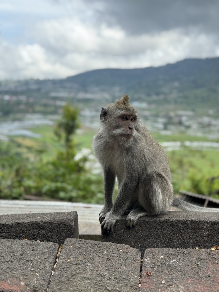 Long-tailed Macaque from Java Sea, East Java, ID on January 11, 2024 at ...