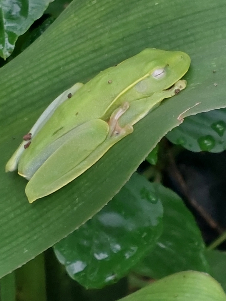 White-edged Tree Frog from Vila Júlia, Poá - SP, Brasil on October 13 ...