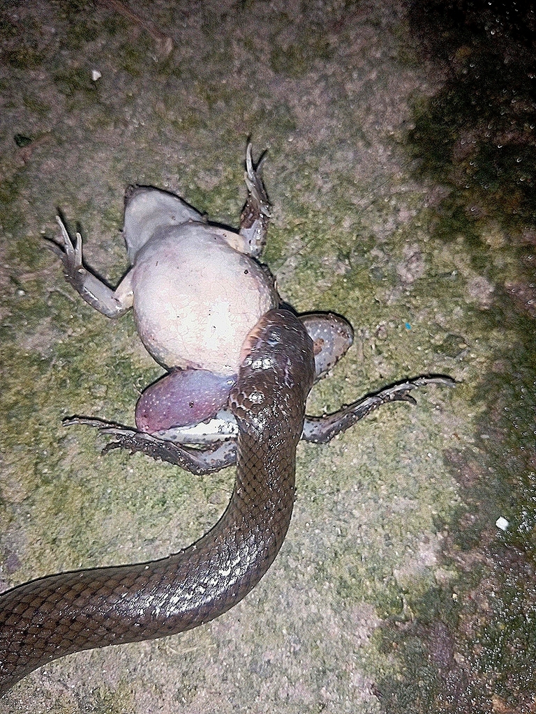 Rice Paddy Snake from QPPM+6JC, Gedung Karya Jitu, Rawa Jitu Selatan ...
