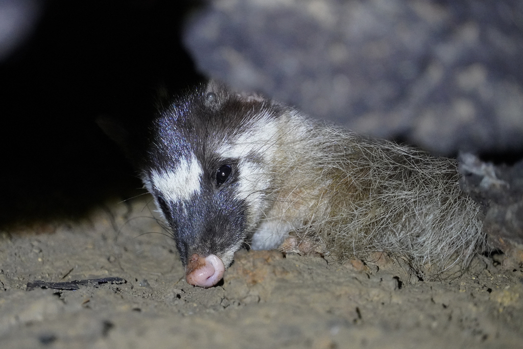 Large-toothed Ferret Badger from Vĩnh Cửu District, Dong Nai, Vietnam ...
