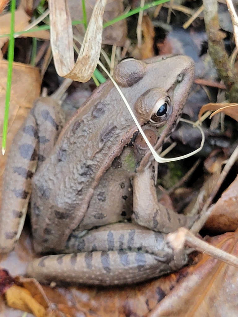 Southern Leopard Frog from Fox Chase, KY 40165, USA on February 27 ...