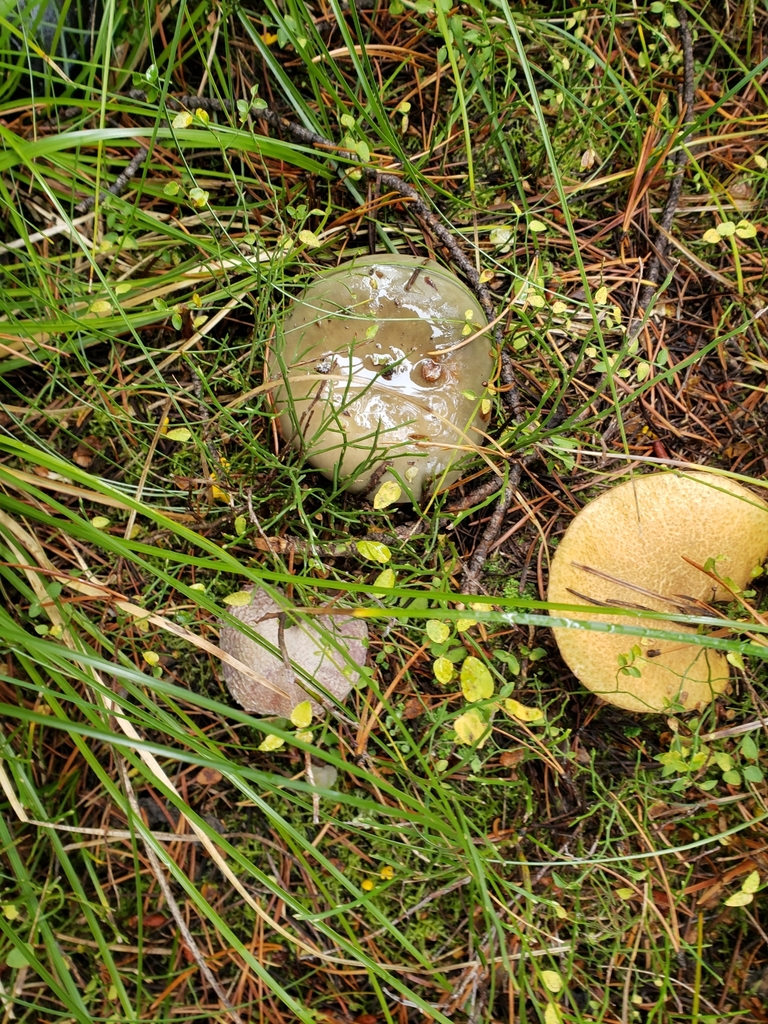 Cortinarius calopus from Warren, ID 83671, USA on October 1, 2023 at 03 ...