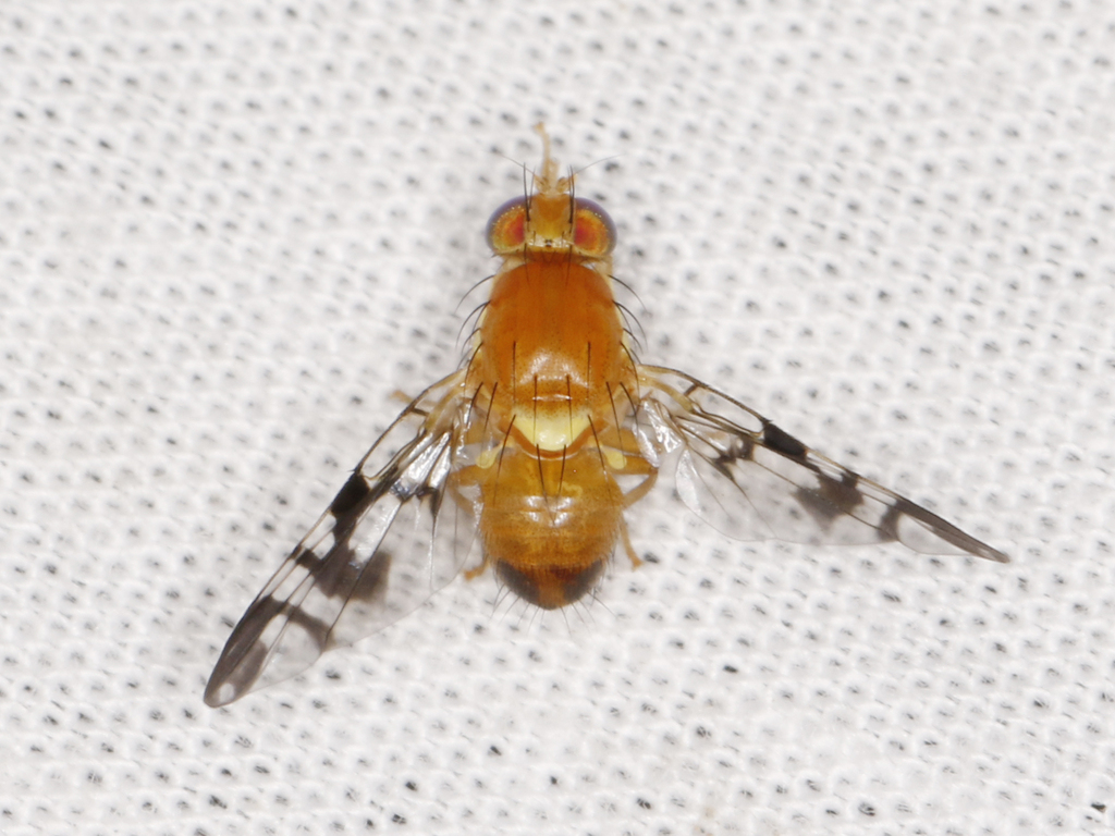 Acidiostigma from Dibang Valley Jungle Camp, Arunachal Pradesh, India ...