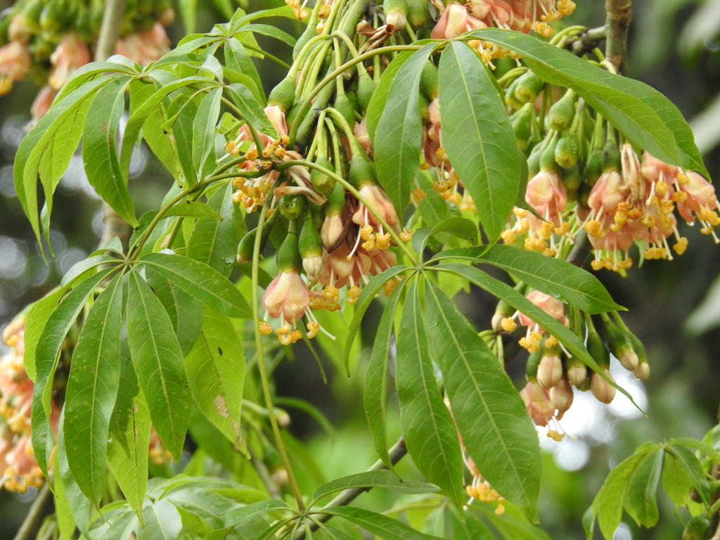 Kapok Tree from El Yunque National Forest, Puerto Rico on February 22 ...