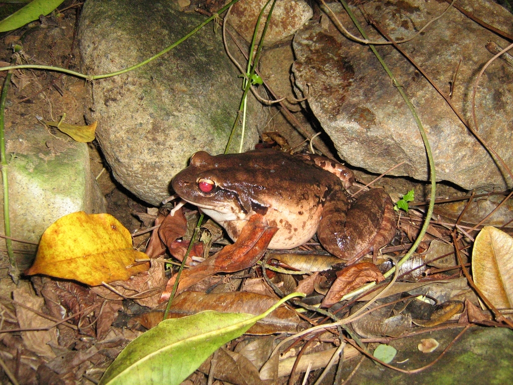 Mountain Chicken in March 2016 by Daniel Nicholson · iNaturalist