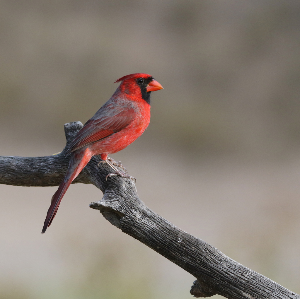 Northern Cardinal from Edinburg, TX, US on November 8, 2023 at 05:18 PM ...
