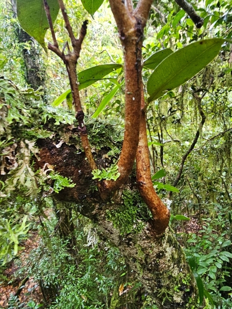 Myrtle Rust from Tweed, NSW, Australia on July 27, 2023 at 09:11 AM by ...