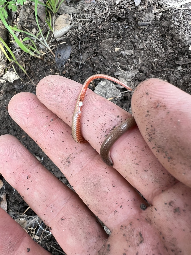 Flat-headed Snake from Barton Creek Greenbelt Trail, Austin, TX, US on ...