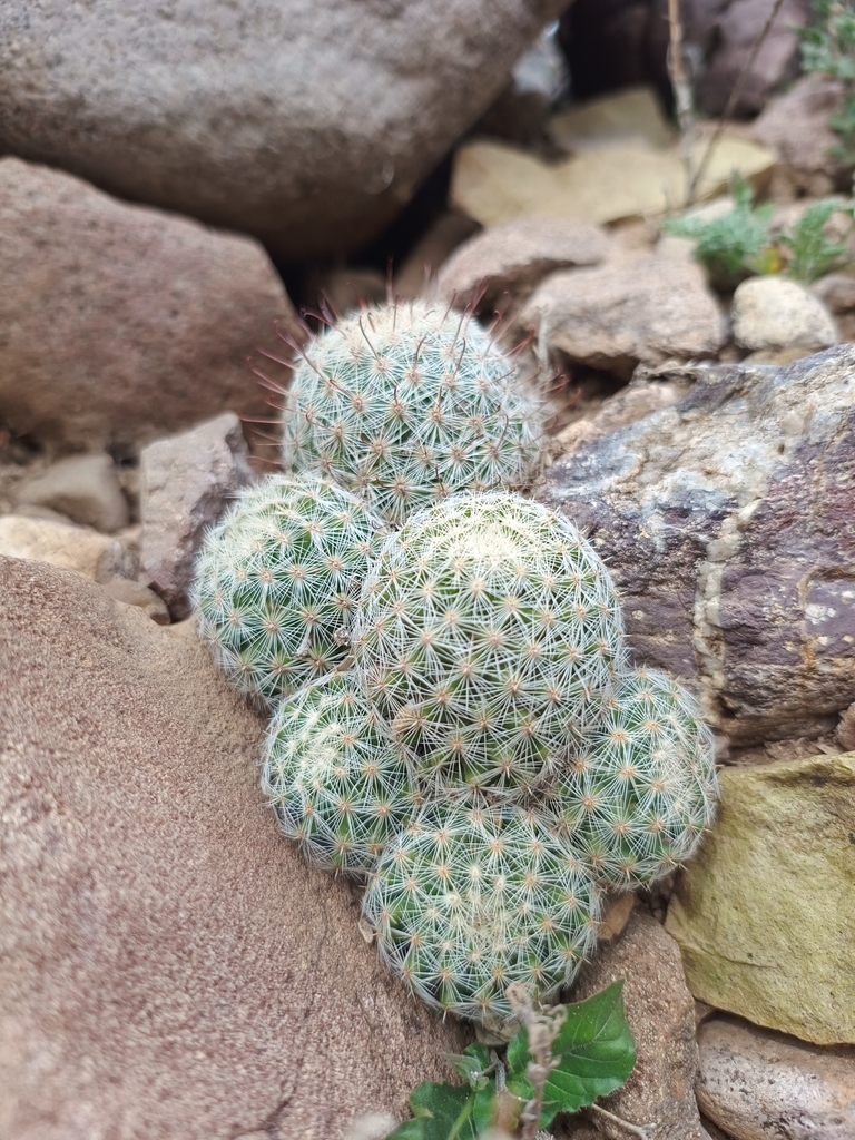 Graham's nipple cactus from 84133 Son., México on February 25, 2024 at ...