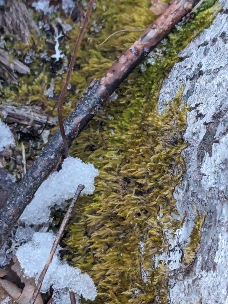 Beautiful Branch Moss from Membertou, NS B1S 3W3, Canada on February 27 ...