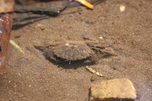 (Panopeus chilensis)