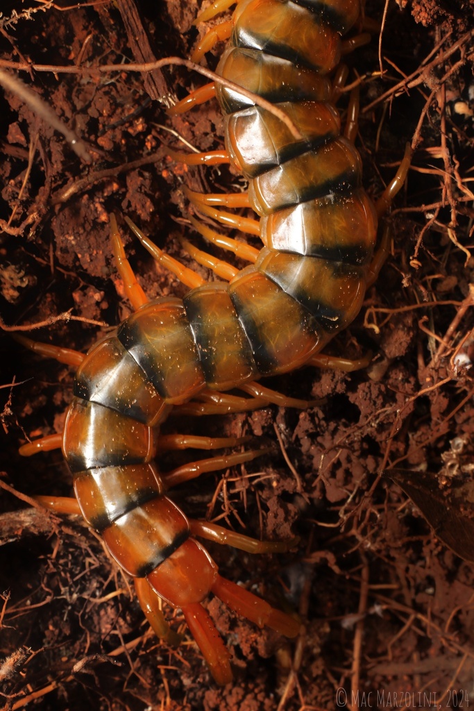 Caribbean Giant Centipede in February 2023 by Mac Marzolini · iNaturalist