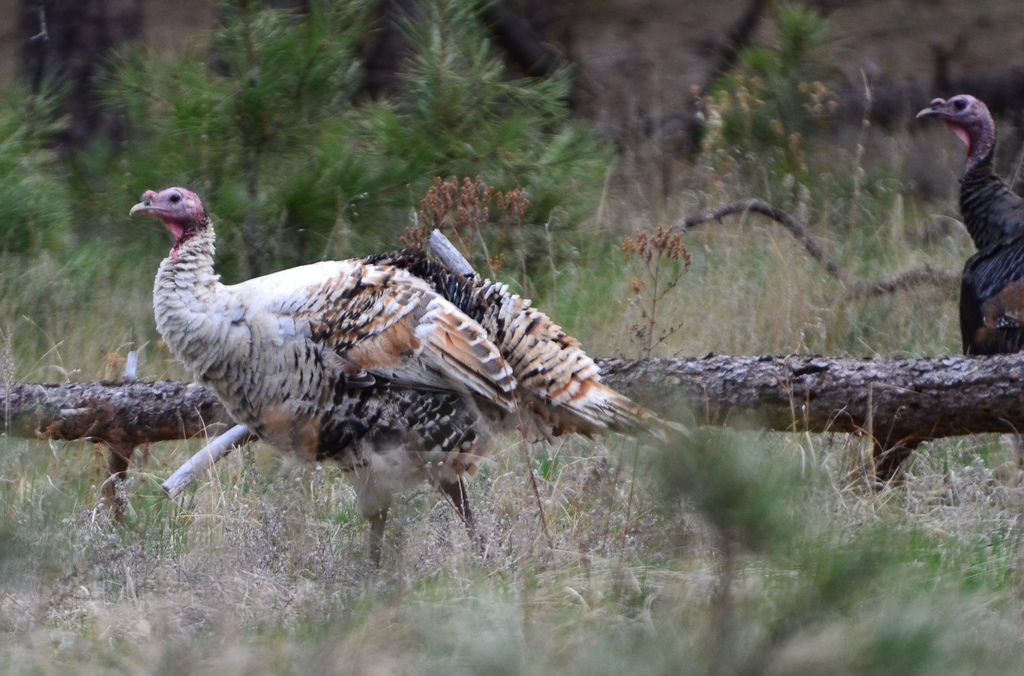 Wild Turkey from 1188 Geer Canyon Dr, Boulder, CO, US on April 21, 2019 ...