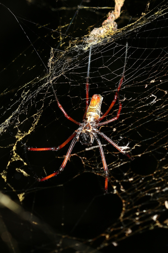 Nephila Inaurata Wikipedia