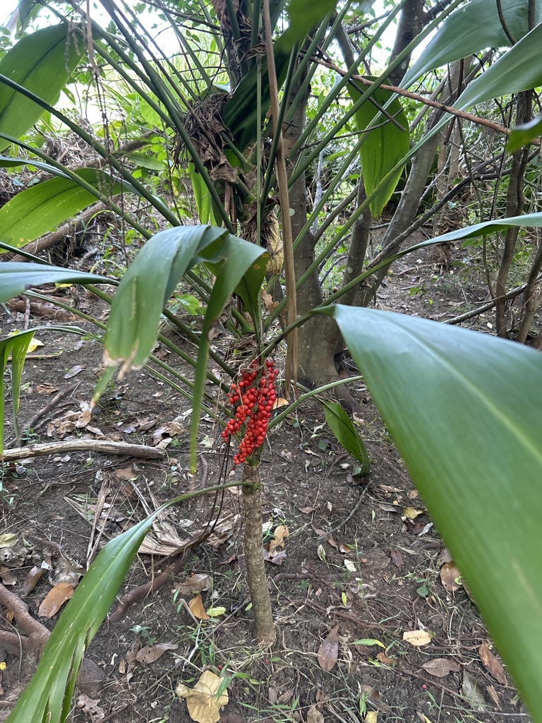 Broad leaved Palm Lily from Mount Samson Rd, Samford Valley, QLD, AU on ...