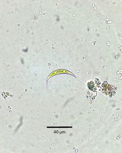 Schroederia indica · iNaturalist Mexico