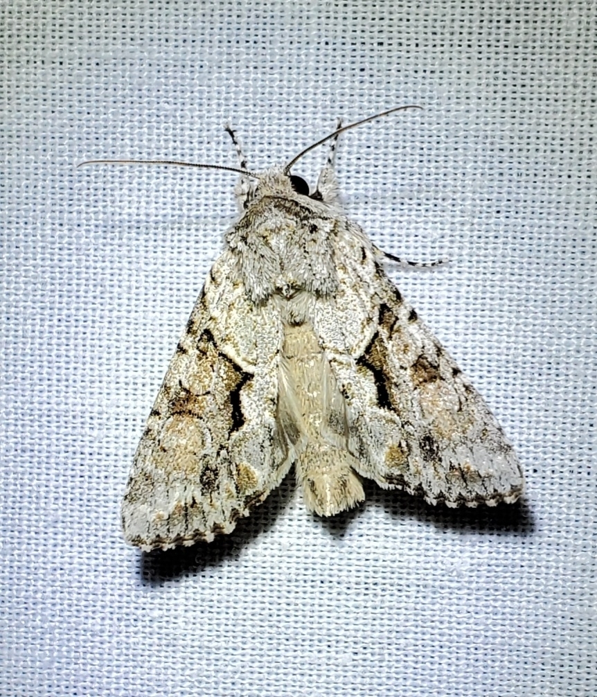 Distinct Quaker from Okatie, SC 29909, USA on February 27, 2024 at 11:26 PM by Matthew Sarver ...