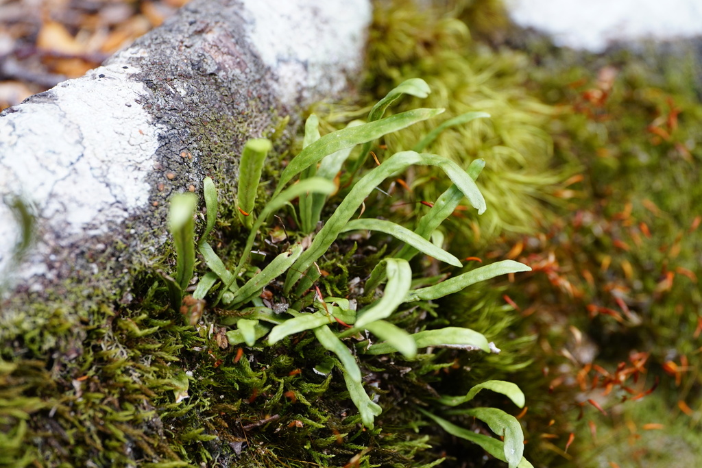 Strap fern from Marlborough District, Marlborough, New Zealand on ...