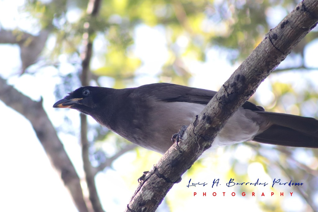 Brown Jay from Nido del Halcón, Col Santa Bárbara, Ver., México on ...