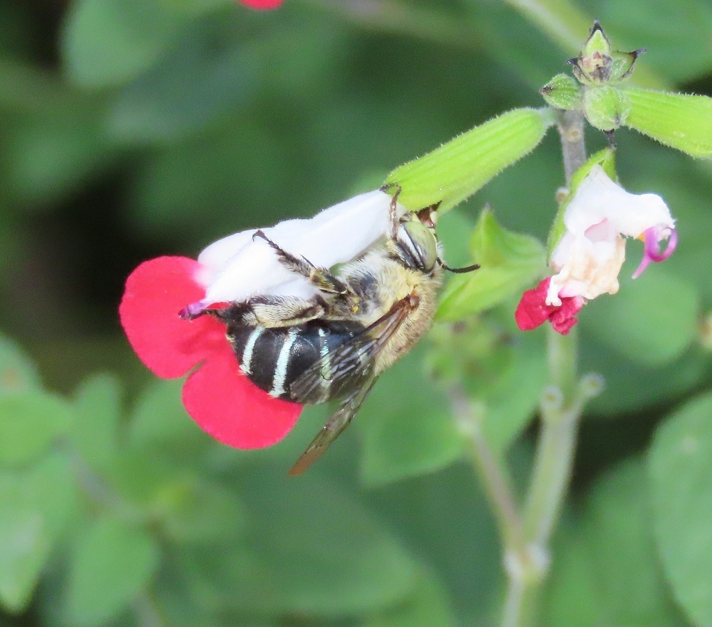 Zonamegilla from Burra NSW 2620, Australia on February 25, 2024 at 06: ...