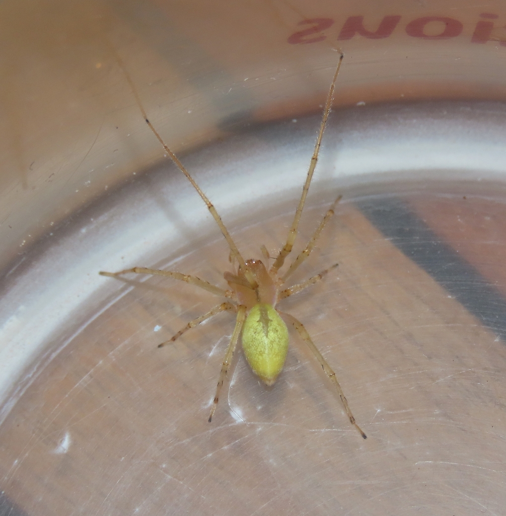 Slender Sac Spider from Wallaga Lake NSW 2546, Australia on February 26 ...
