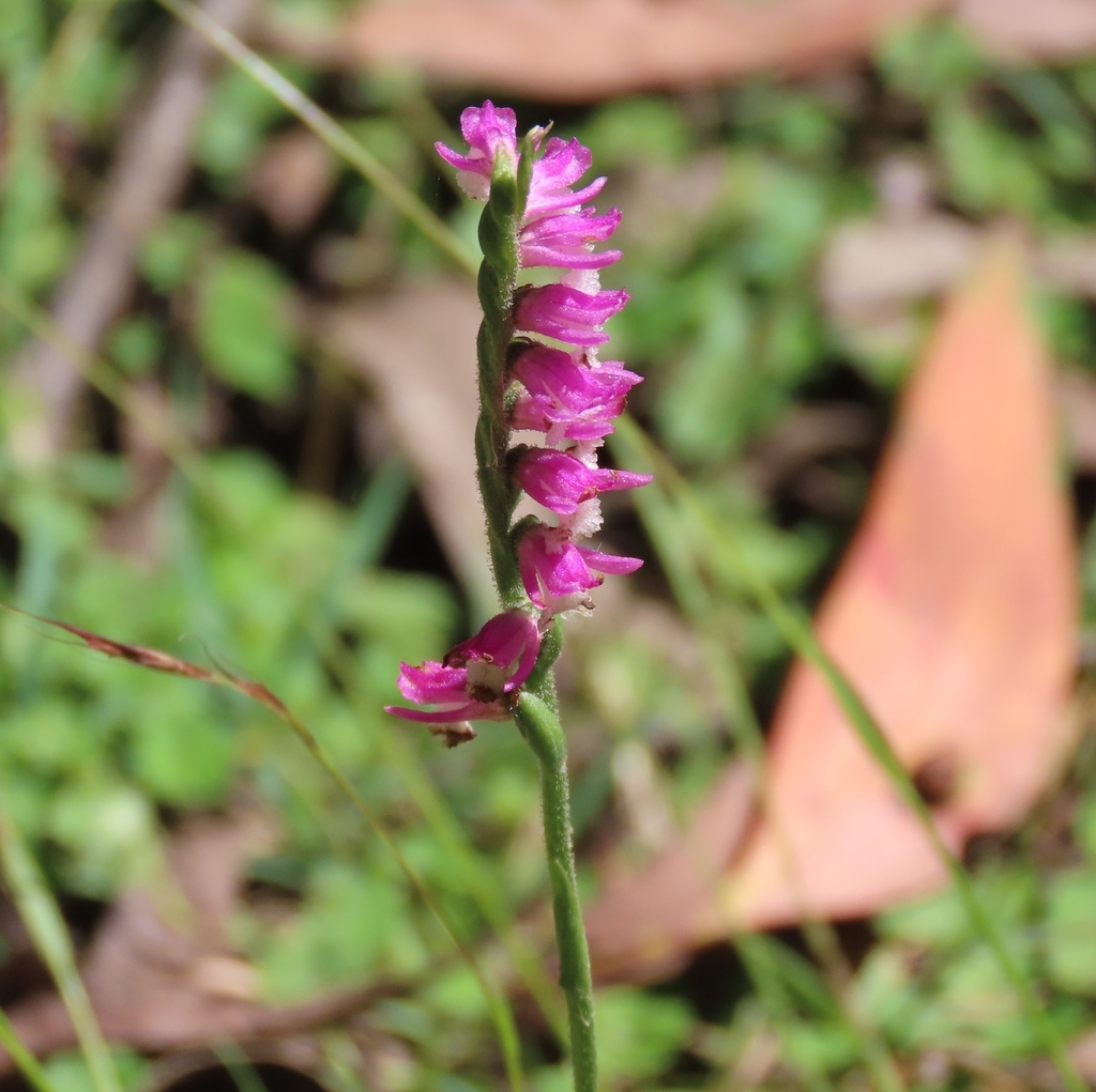 austral ladies'-tresses from Steeple Flat NSW 2631, Australia on ...