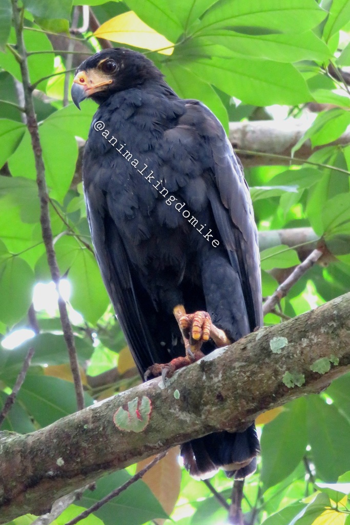 Common Black Hawk from Panama, Panamá Province, Panama on July 30, 2022 ...