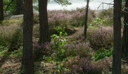 common heather from Tyresö Municipality, Sweden on August 29, 2009 at ...