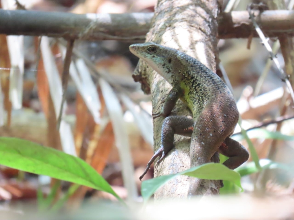 Andaman Grass Skink from Andaman and Nicobar Islands 744207, India on ...