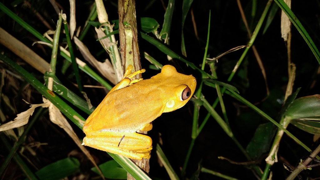 Map Tree Frog from Erin, Palo Seco, Trinidad and Tobago on February 21 ...