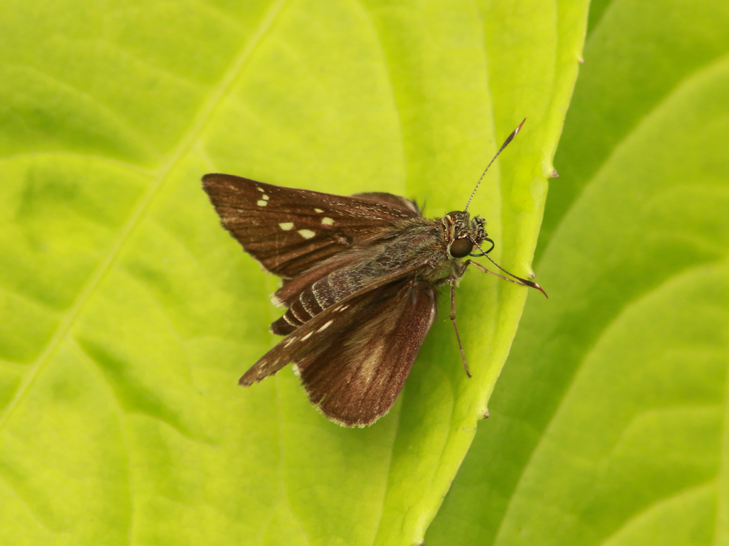 Moore's Ace from Jia Grassland, Arunachal Pradesh, India on April 26 ...