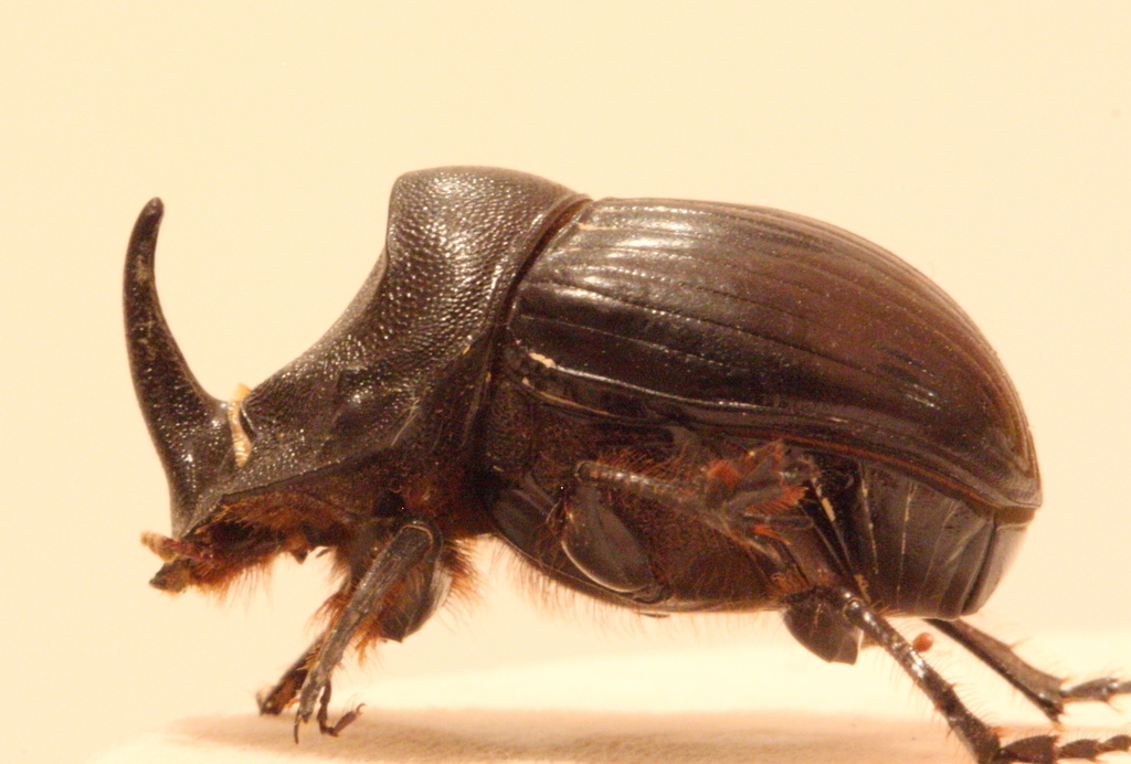 Spanish Dung Beetle from Mutyolu/Karaman, Türkiye on June 4, 2010 at 10 ...