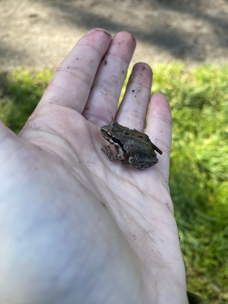 Pacific chorus frog from The Hill, Seal Beach, CA, US on February 28 ...