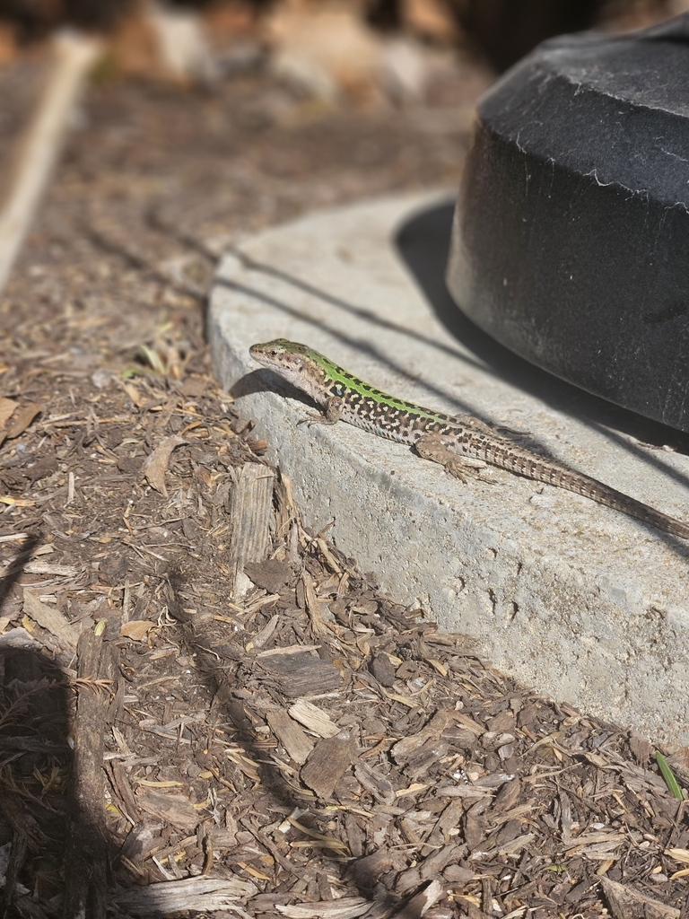 Italian Wall Lizard from Overland Park, KS 66210, USA on February 26 ...