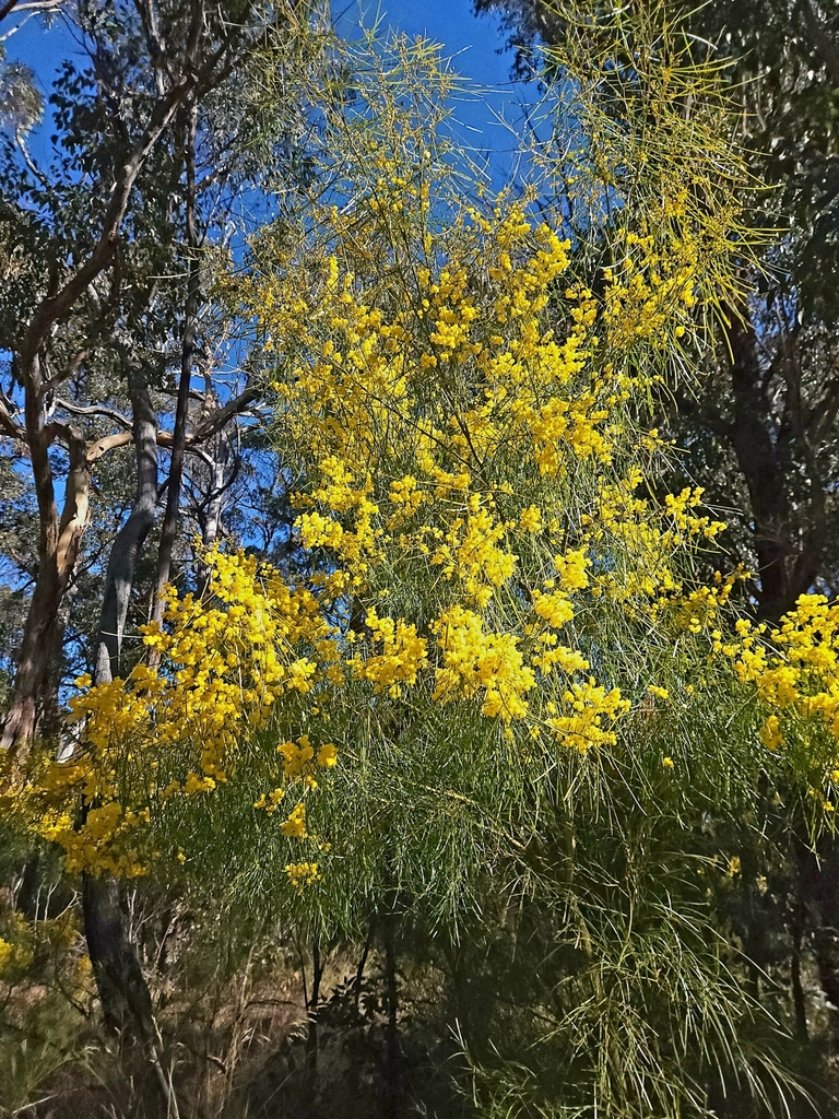 wattles from Girraween QLD 4382, Australia on July 27, 2023 at 12:56 PM ...