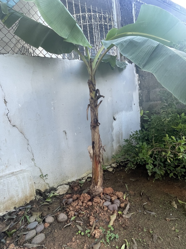 Bananas from Puerto Rico, Bayamón, Puerto Rico, US on February 28, 2024 ...