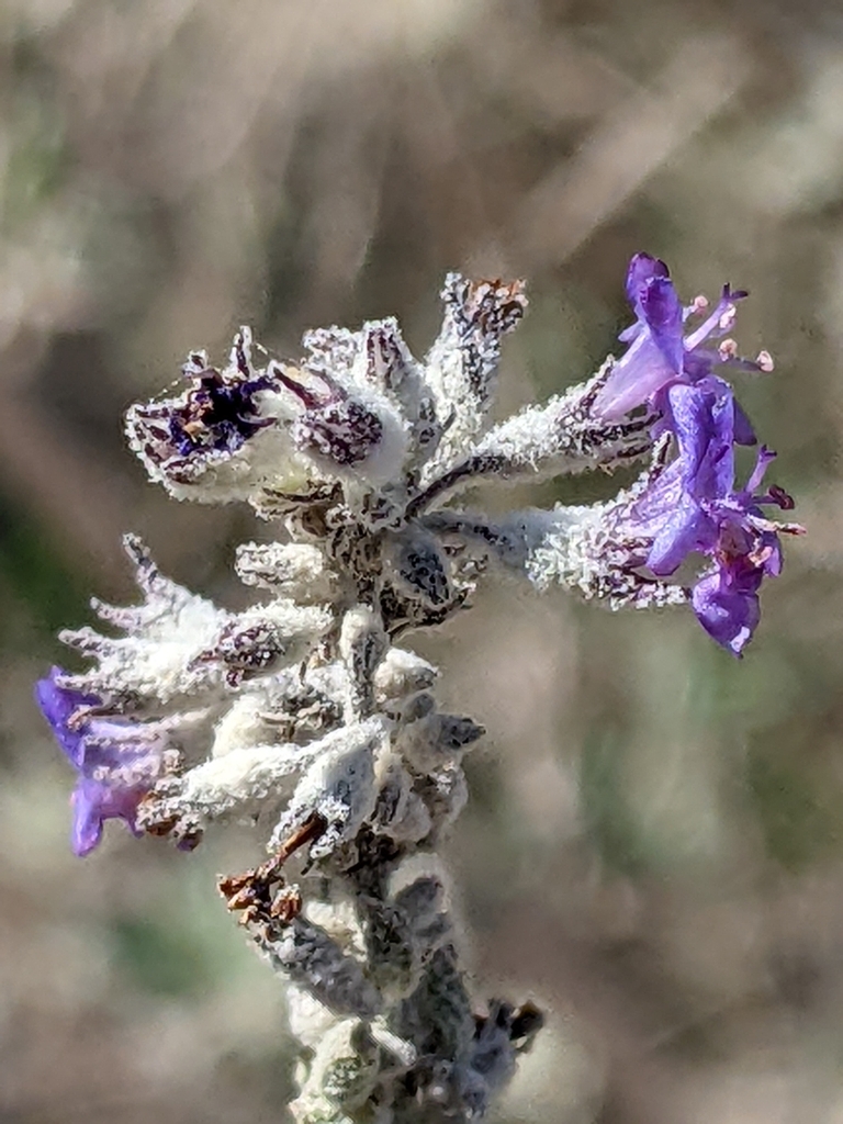 desert lavender from Riverside County, CA, USA on February 28, 2024 at ...