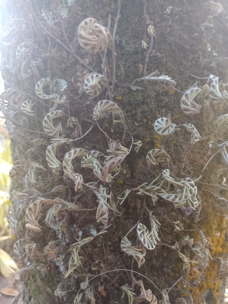 resurrection fern from St Leo, FL, USA on February 28, 2024 at 04:43 PM ...