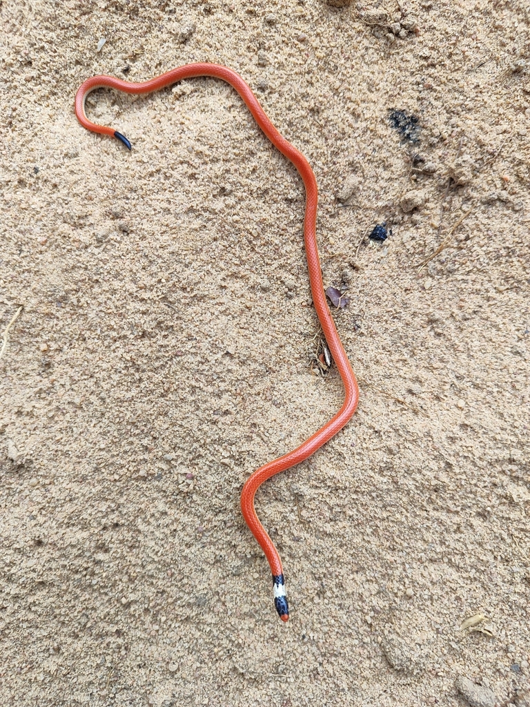 Gomes' Burrowing Snake from Tibau - RN, 59678-000, Brasil on January 24 ...