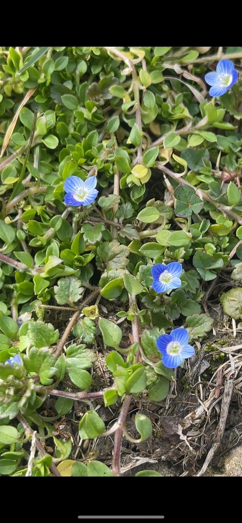 bird's-eye speedwell from Taylor Ave, Elkins, WV, US on February 26 ...