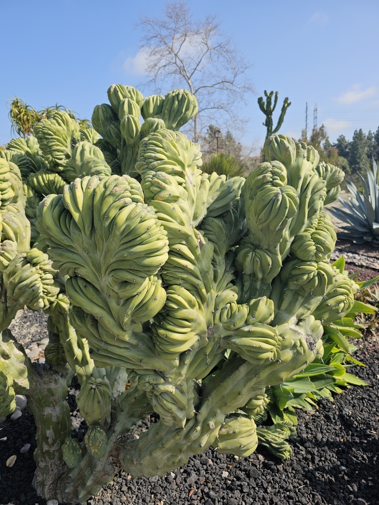 Blue Myrtle-cactus from Rancho del Rey, Chula Vista, CA, USA on ...