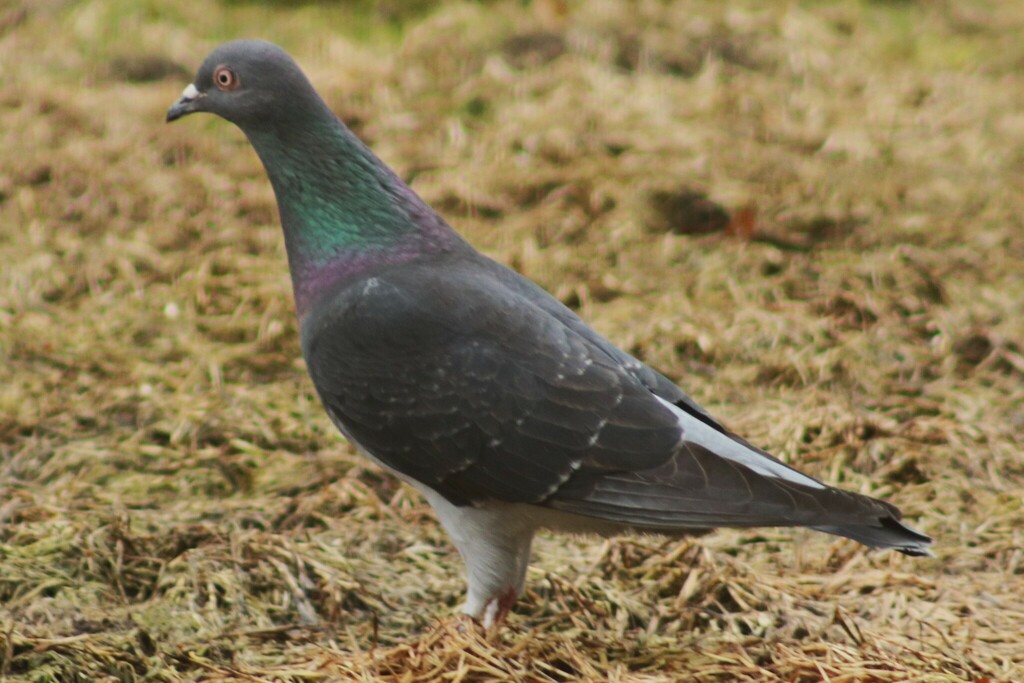 Feral Pigeon from Oil City, PA 16301, USA on February 28, 2024 at 11:00 ...