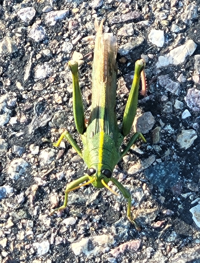 Green Bird Grasshopper from Ramona, CA 92065, USA on February 28, 2024 ...