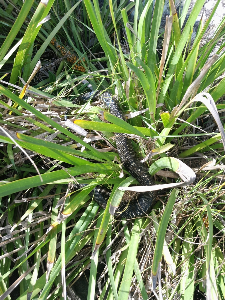 Diamond Python from Beecroft Peninsula NSW 2540, Australia on February ...