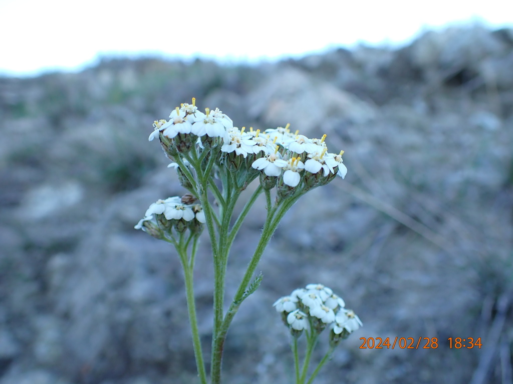 common yarrow from Potrero Hill, San Francisco, CA, USA on February 28 ...