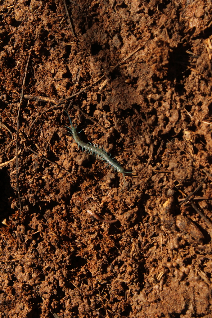 Scolopendra aztecorum from San Diego County, CA, USA on February 11 ...