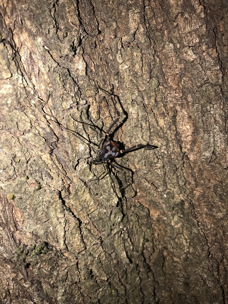 Sadocus asperatus from Sendero CZ, San Pedro de la Paz, Región del ...